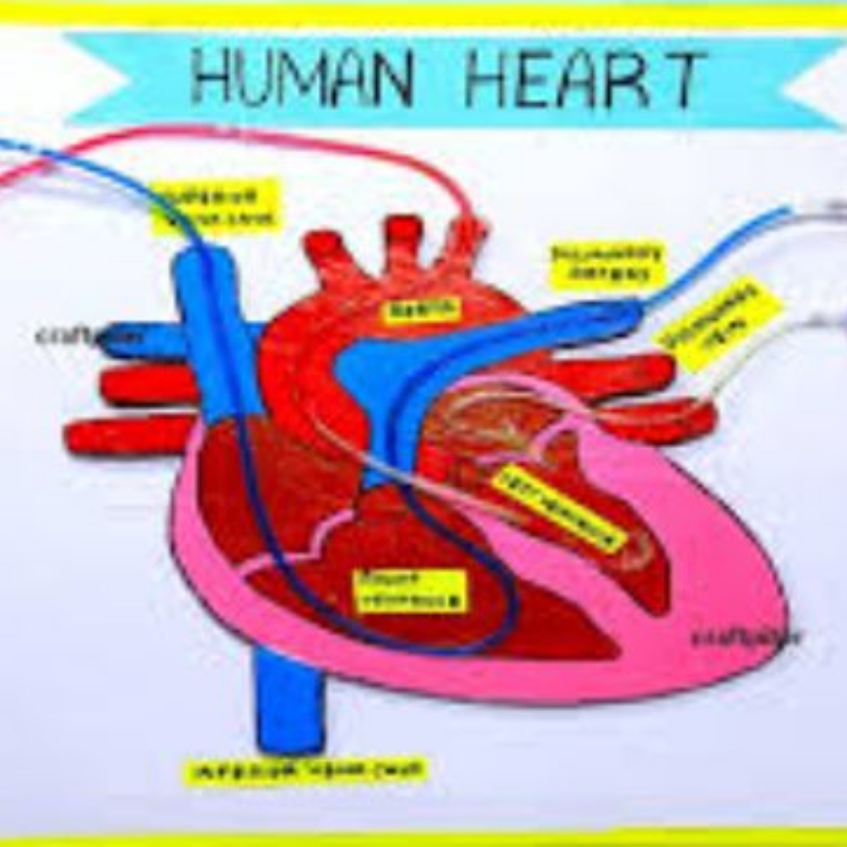 Kensington Primary School - Y6J – Science Week Learning